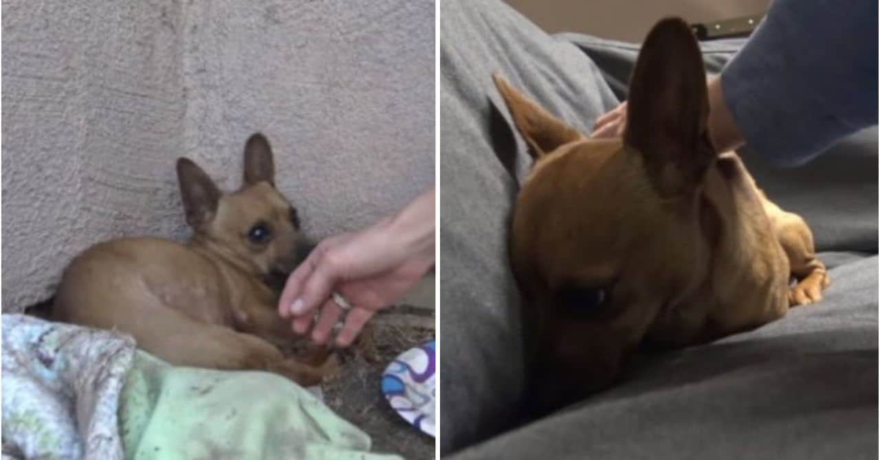 Scooby-Roo: The Transformative Journey from Fear to Love