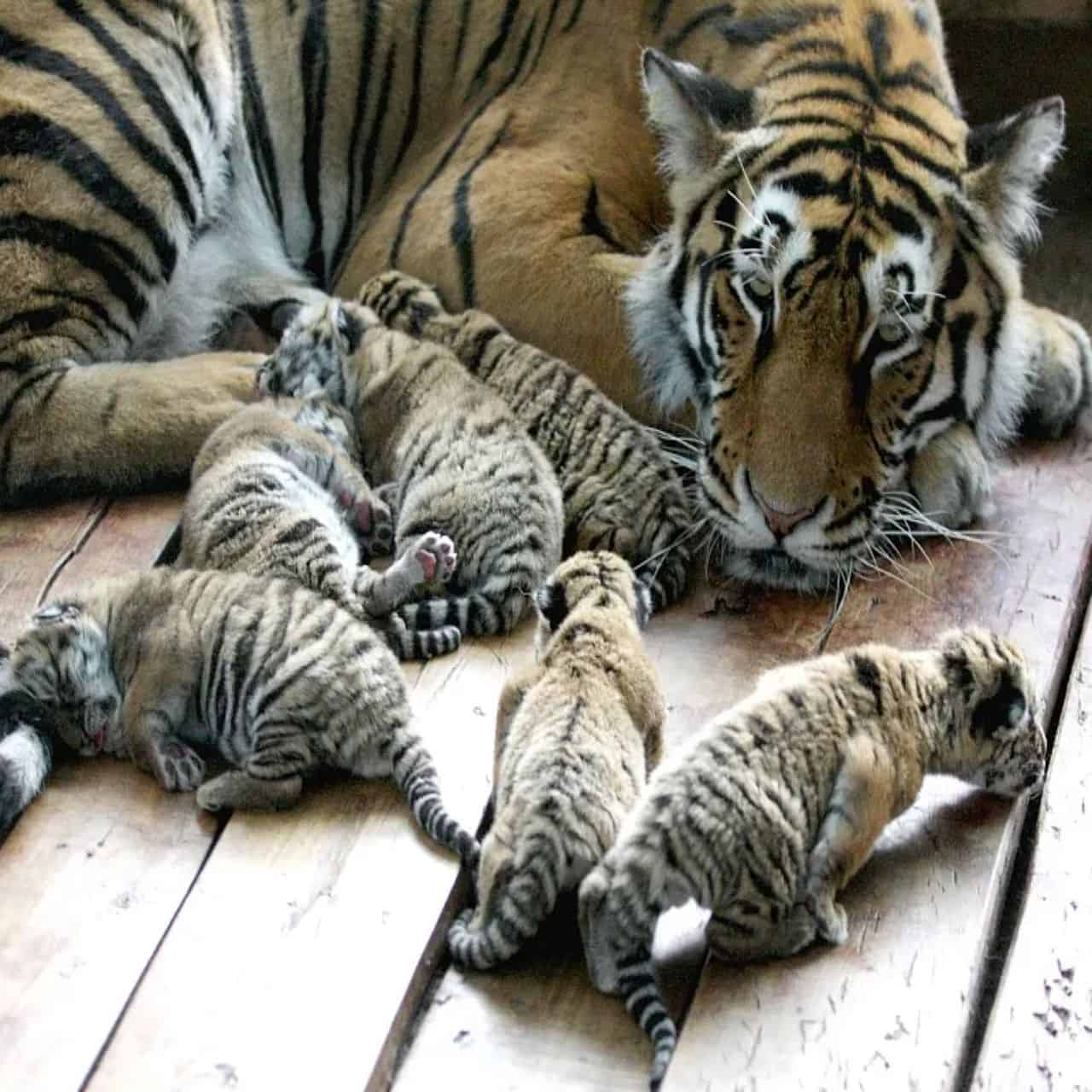 [Video] Rare Siberian Tiger Welcomes Quintuplets at Chinese Breeding Center