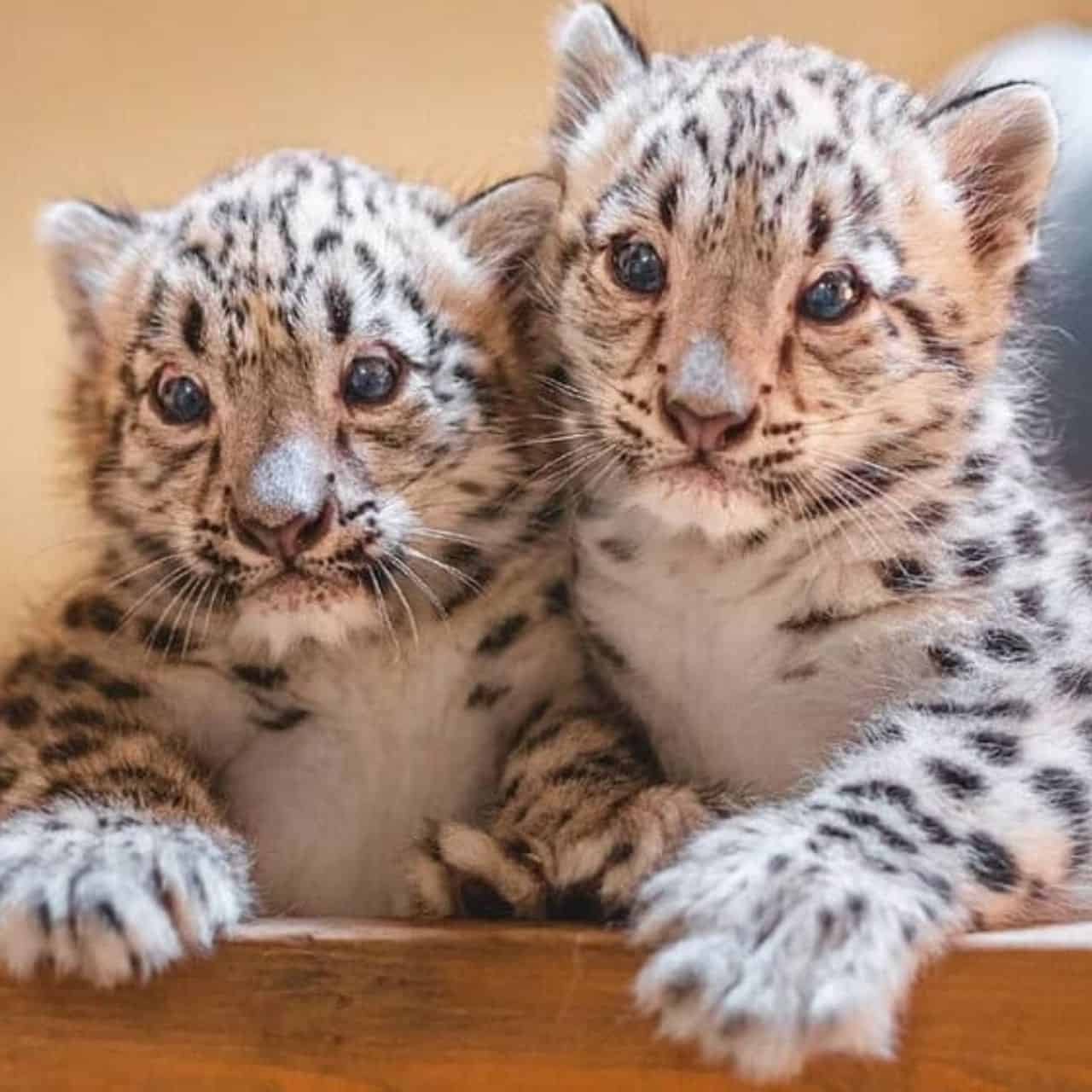 [Video] Joyful Arrival: A Snow Leopard Cub Makes Its Debut at the Zoo