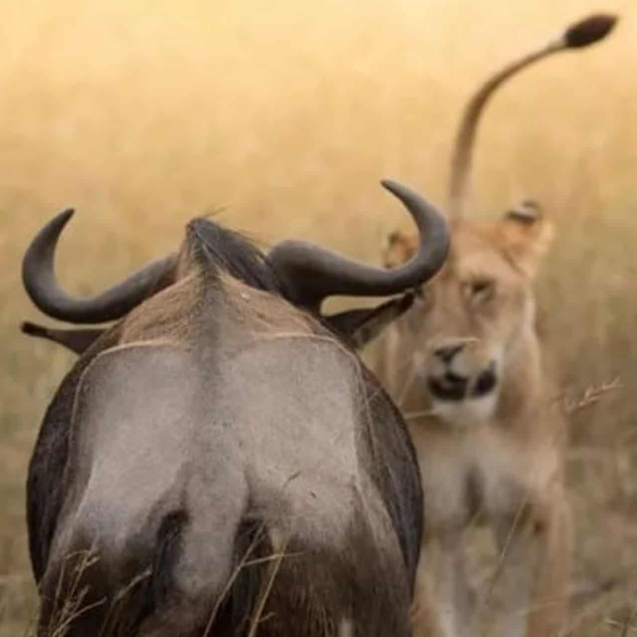 The Primal Dance: A Lioness's Masterful Hunt