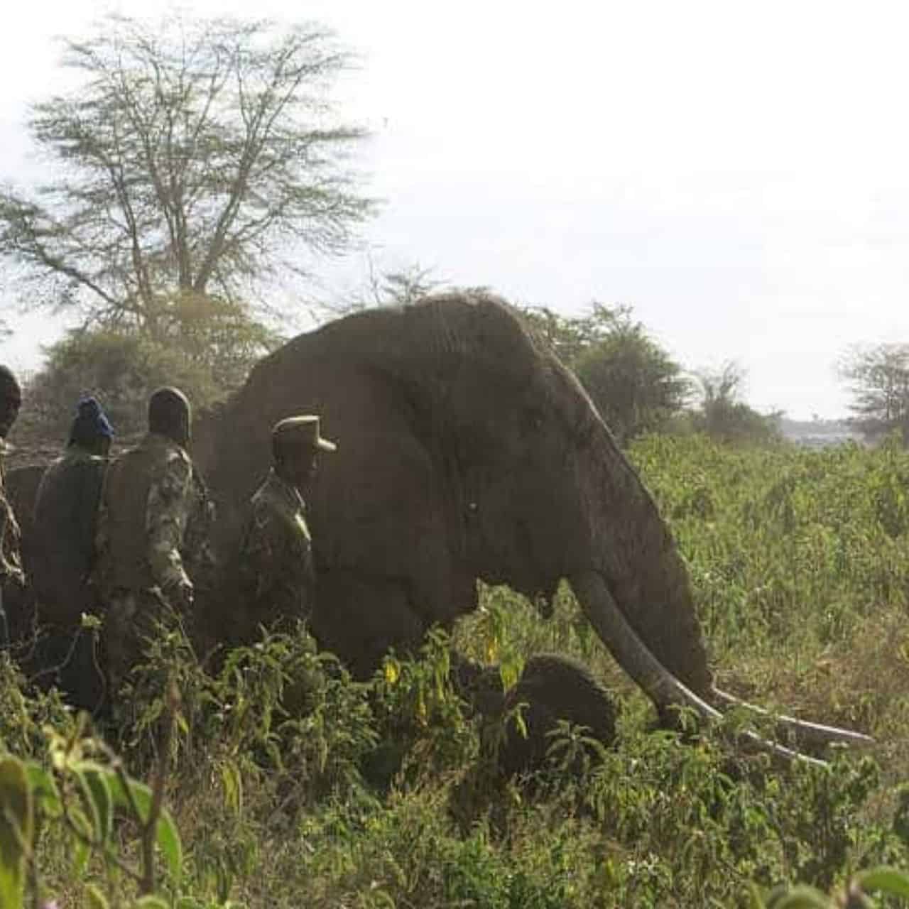 Urgent Care for an Injured Elephant: A Successful Rescue