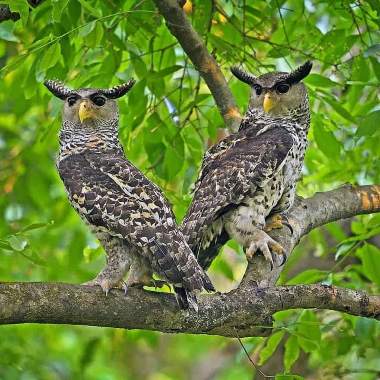 Unveiling the Mystery of the Sri Lankan Devil Bird