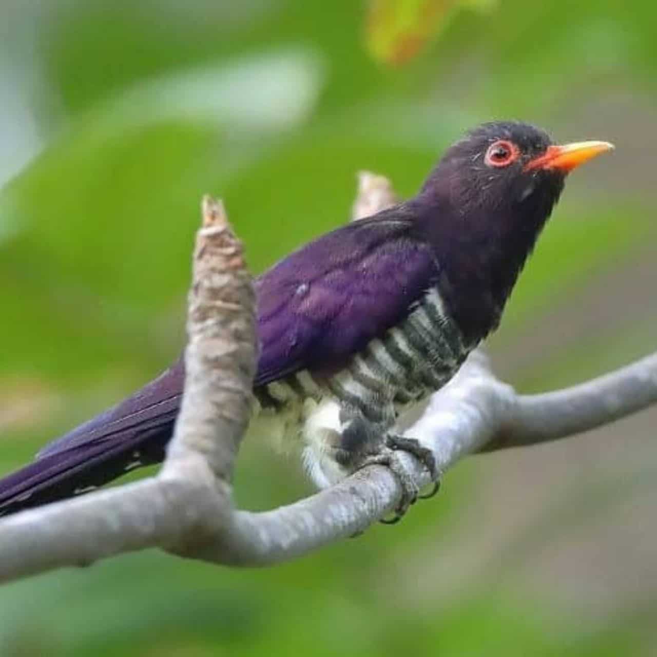 Discover the Vibrant World of the Violet Cuckoo