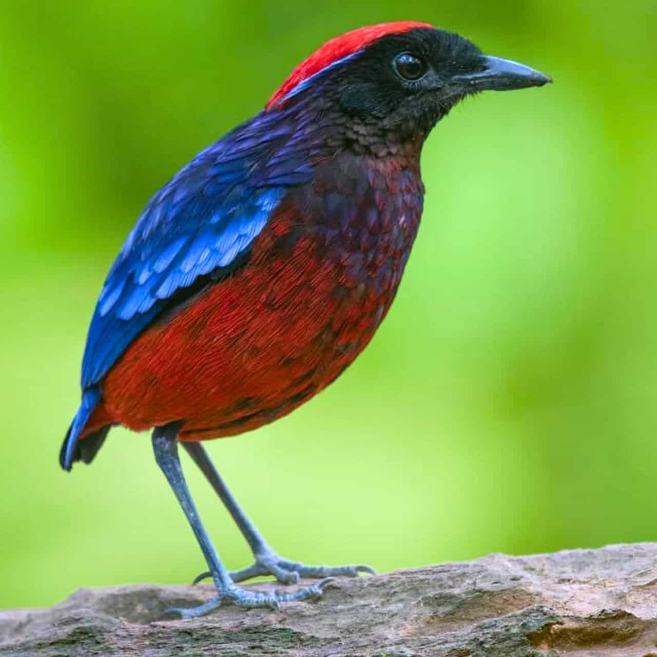Discover the Vibrant Beauty of the Garnet Pitta