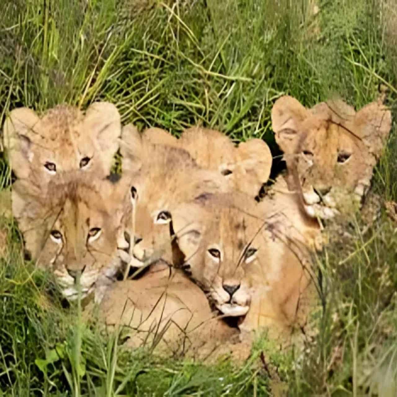 Mystery of the Missing Lion Cubs at Kruger National Park