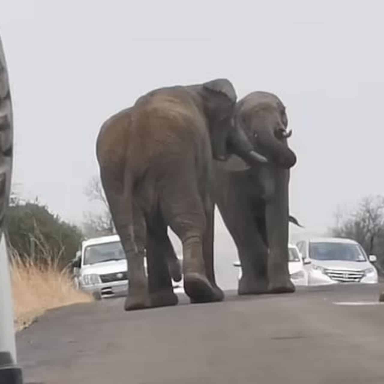 [Video] Elephants Engage in Epic Wrestle at South African Game Reserve