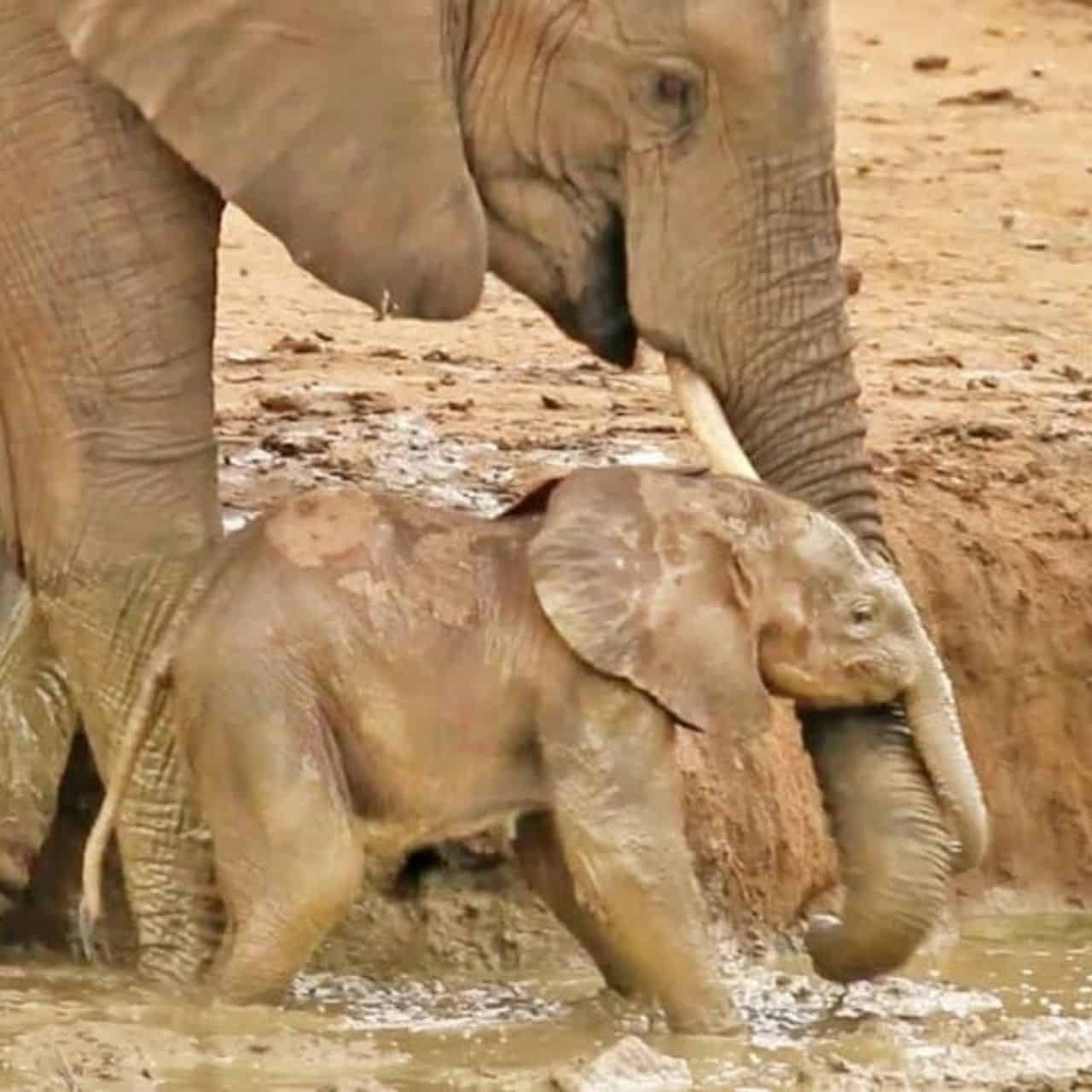 [Video] Little Khanyisa: A Heartwarming Tale of Elephant Family Bonds