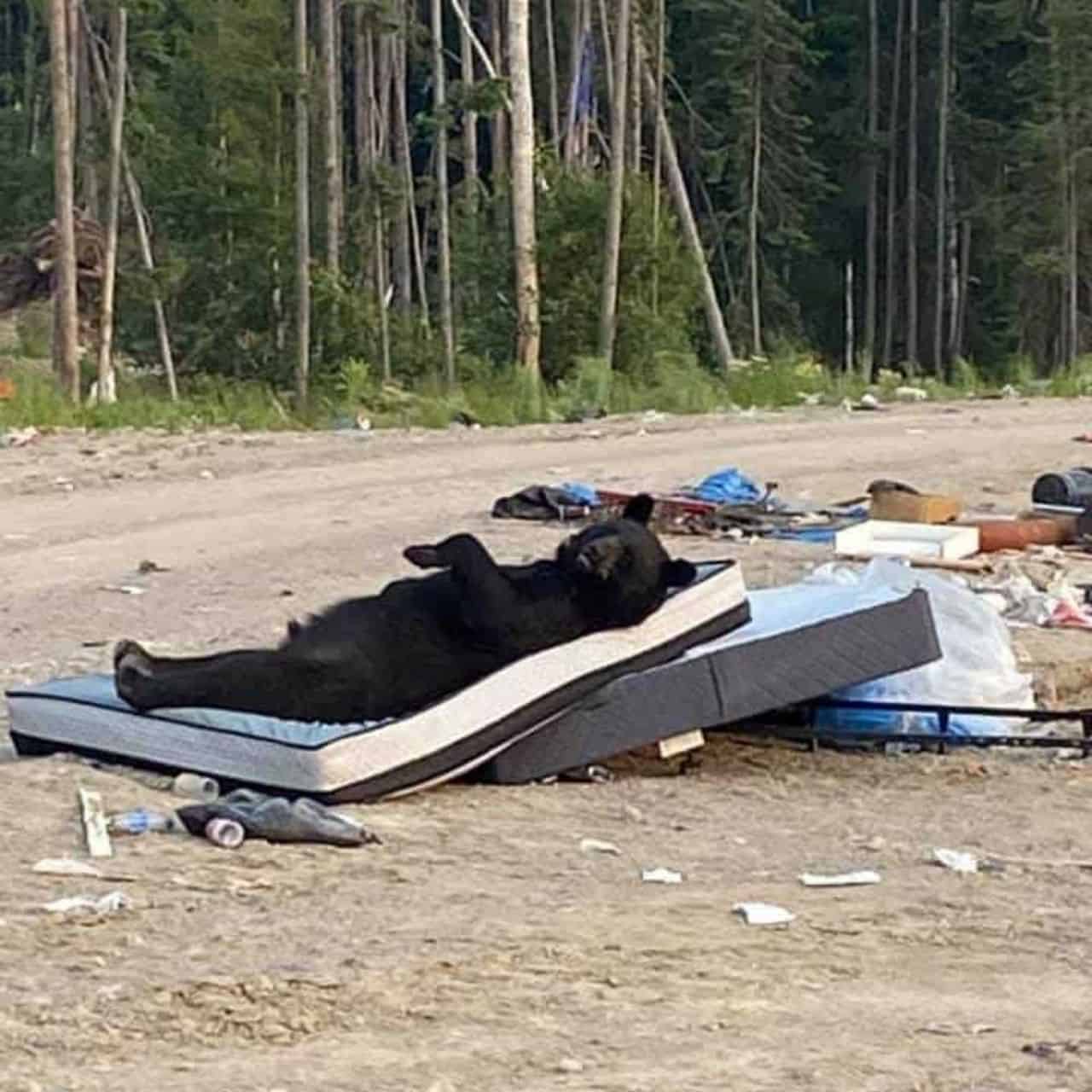 A Bear's Relaxation: Finding Comfort in the Unexpected