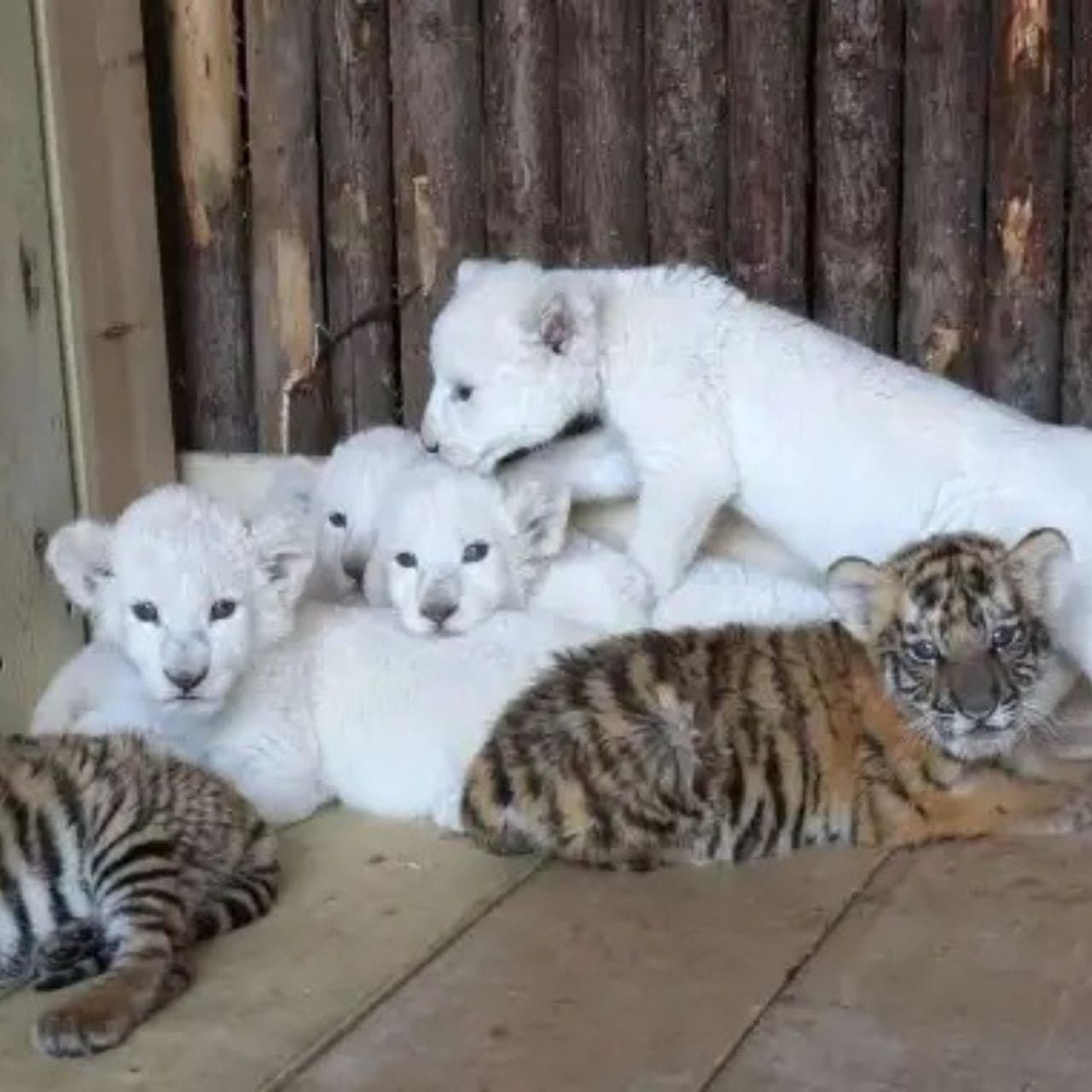 [Video] Adorable Encounter: White Lion Cubs and Tiger Cubs Play Together