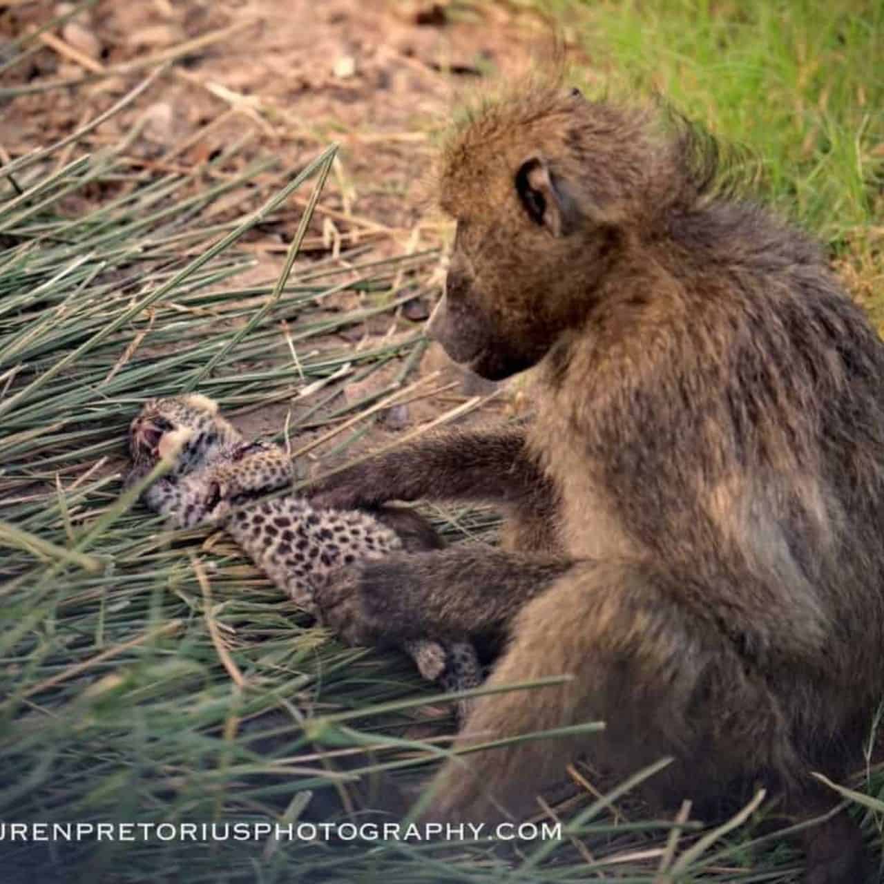 Unlikely Companions: Baboons and Leopards Form a Surprising Bond in ...