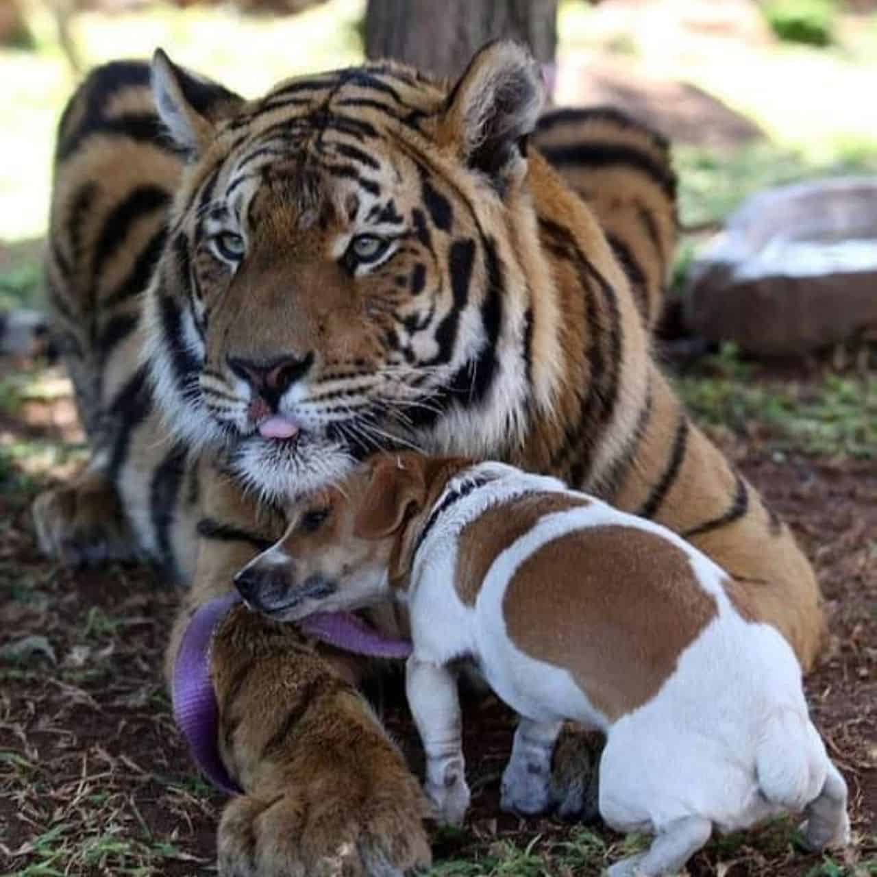 Unlikely Friends: A Tiger Cub and a German Shepherd's Heartwarming Bond ...