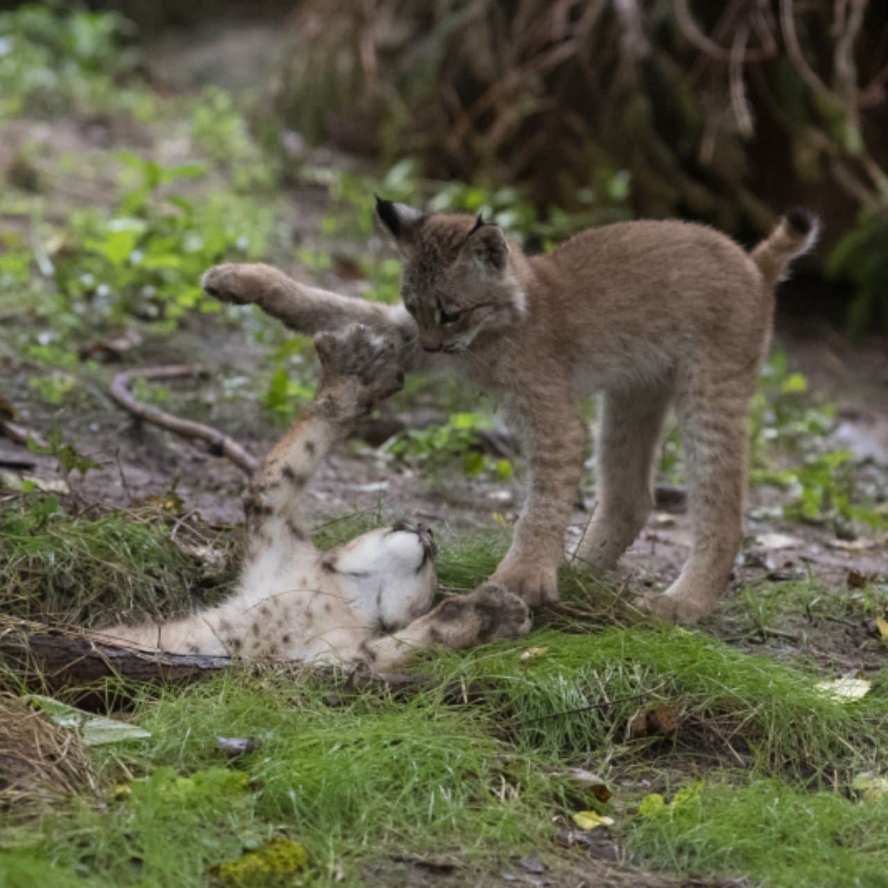 Meet the New Canada Lynx Cubs at Queens Zoo!