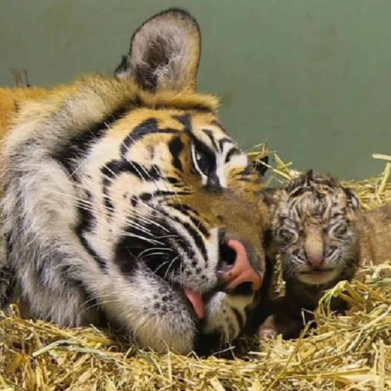 New Beginnings: The Enchanting Journey of Tiger Cubs