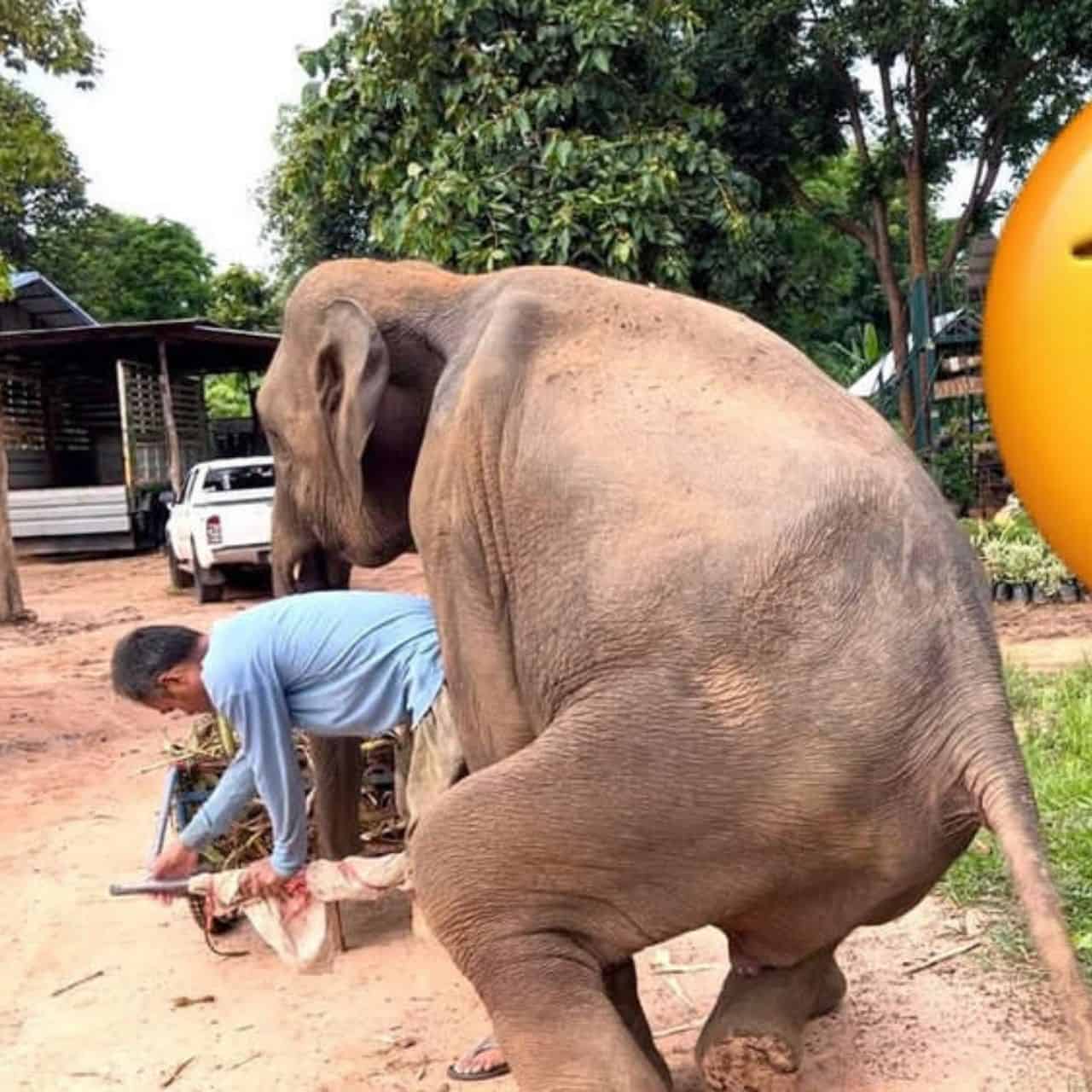 Elephant Shows Empathy by Helping Man with Back Pain