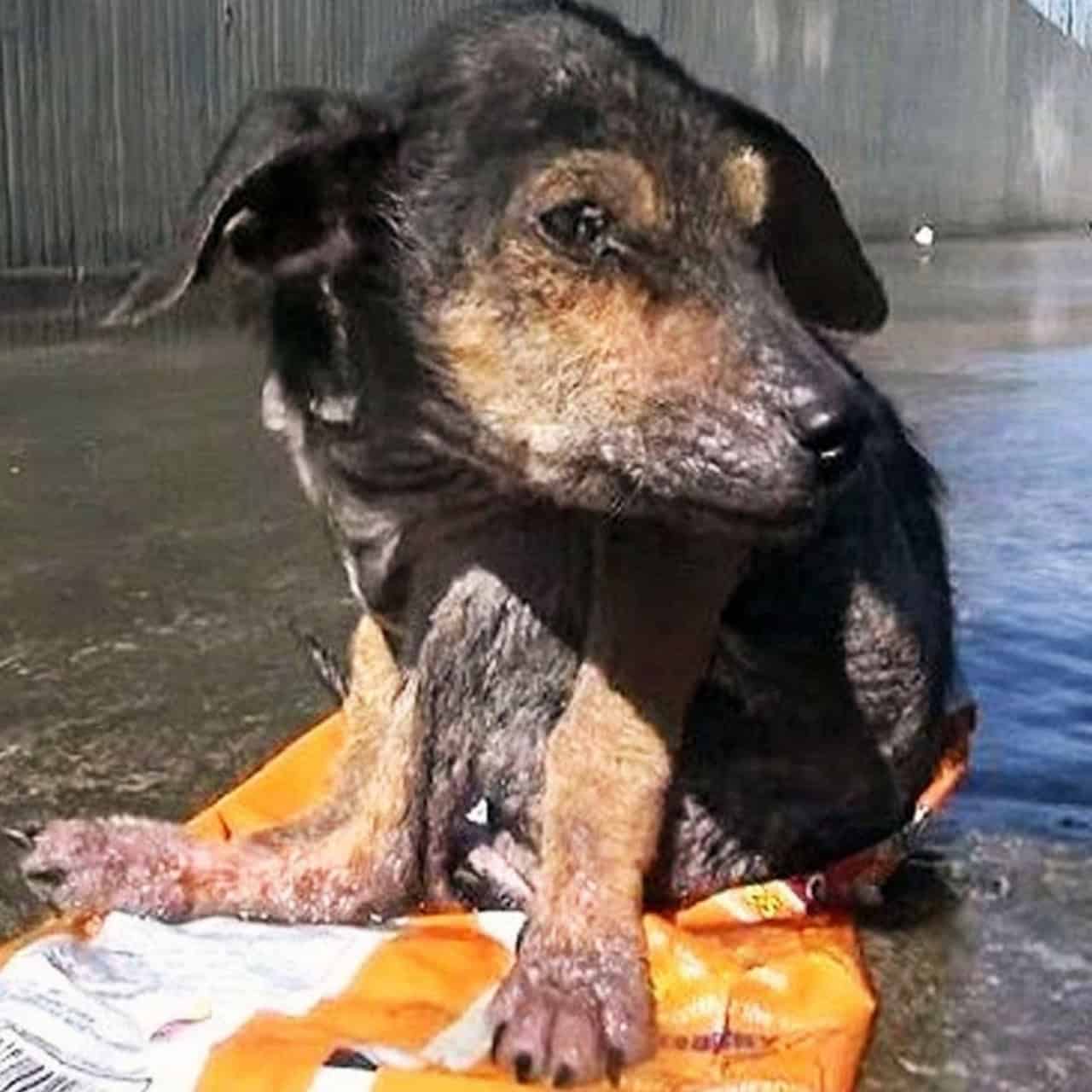 From Despair to Joy: How Jordan the Puppy Found Hope and a New Life