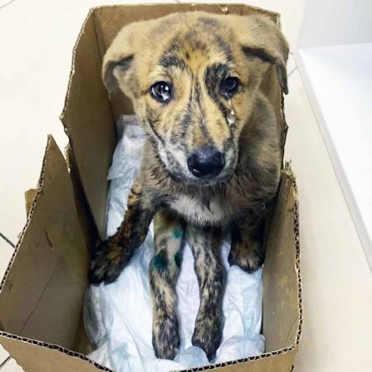 Tyler’s Triumph: The Disabled Puppy Who Found a Loving Home