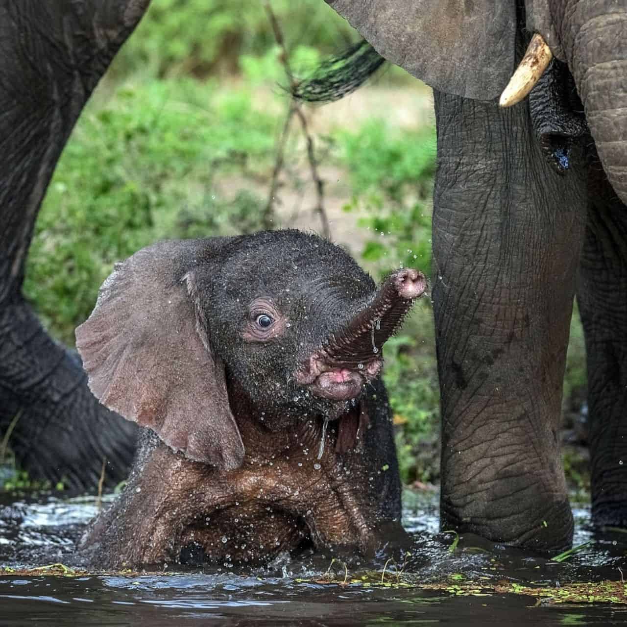 A Heartwarming Moment: Mother Elephant Rescues Her Calf in Botswana