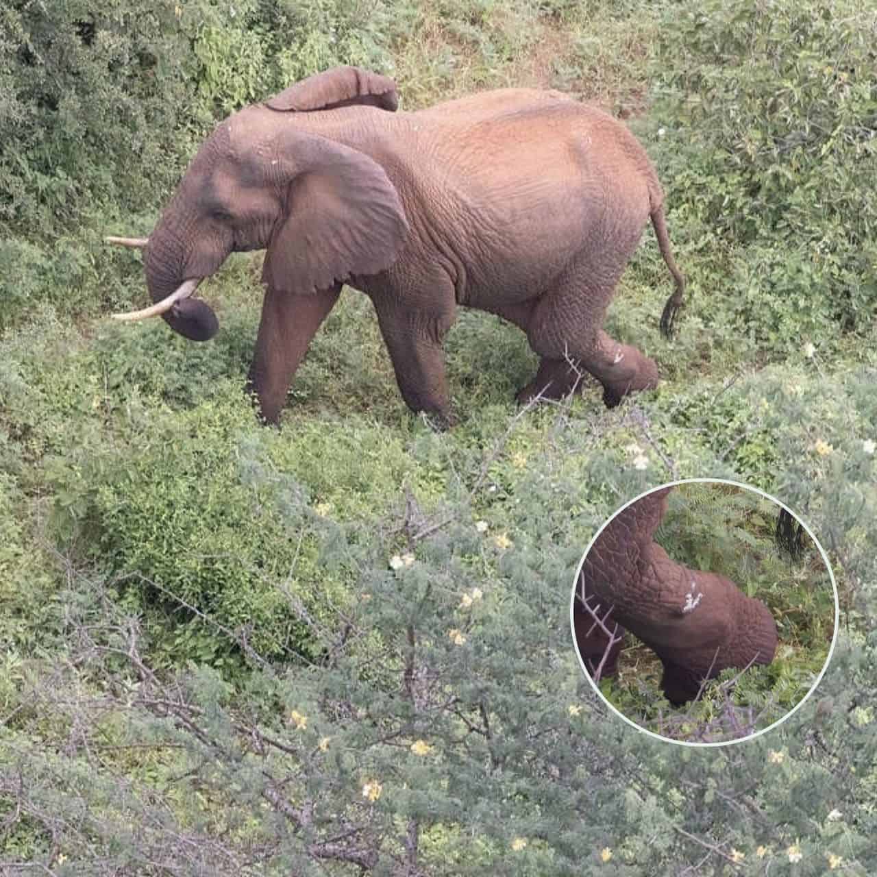 Guardians of the Wild: A Tale of Compassion and Resilience in Kenya