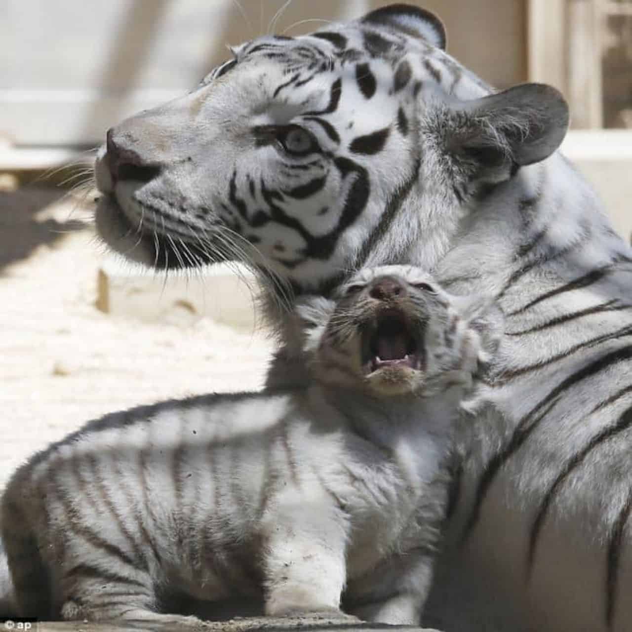 [Video] Adorable White Tiger Cubs Make Their Debut at Tokyo Zoo