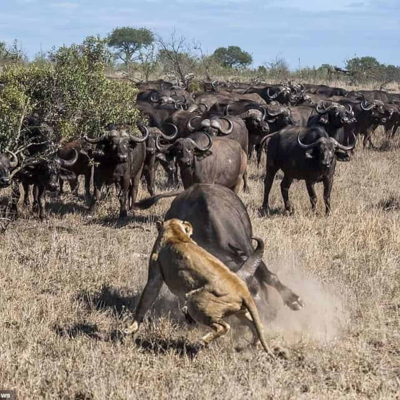 Herd of Buffalo Unites Against Predator Threat in Kruger National Park