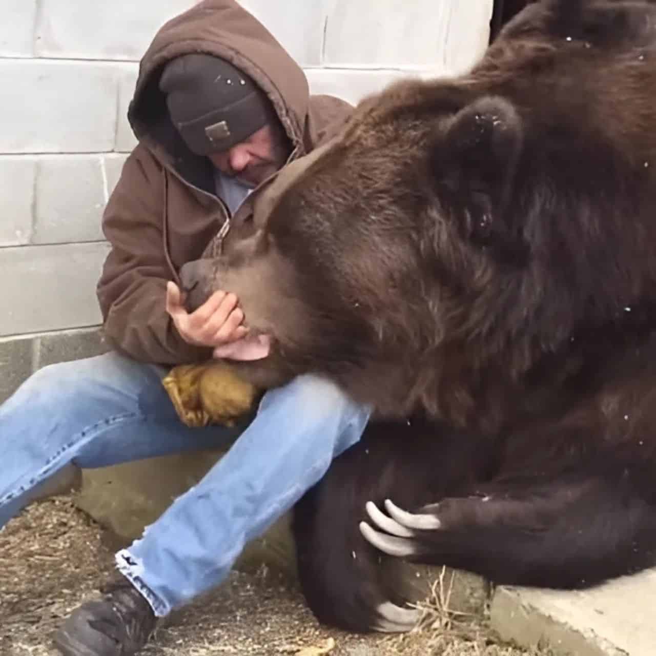 [Video] Heartwarming Moments: Jimbo the Kodiak Bear Receives Extra Love