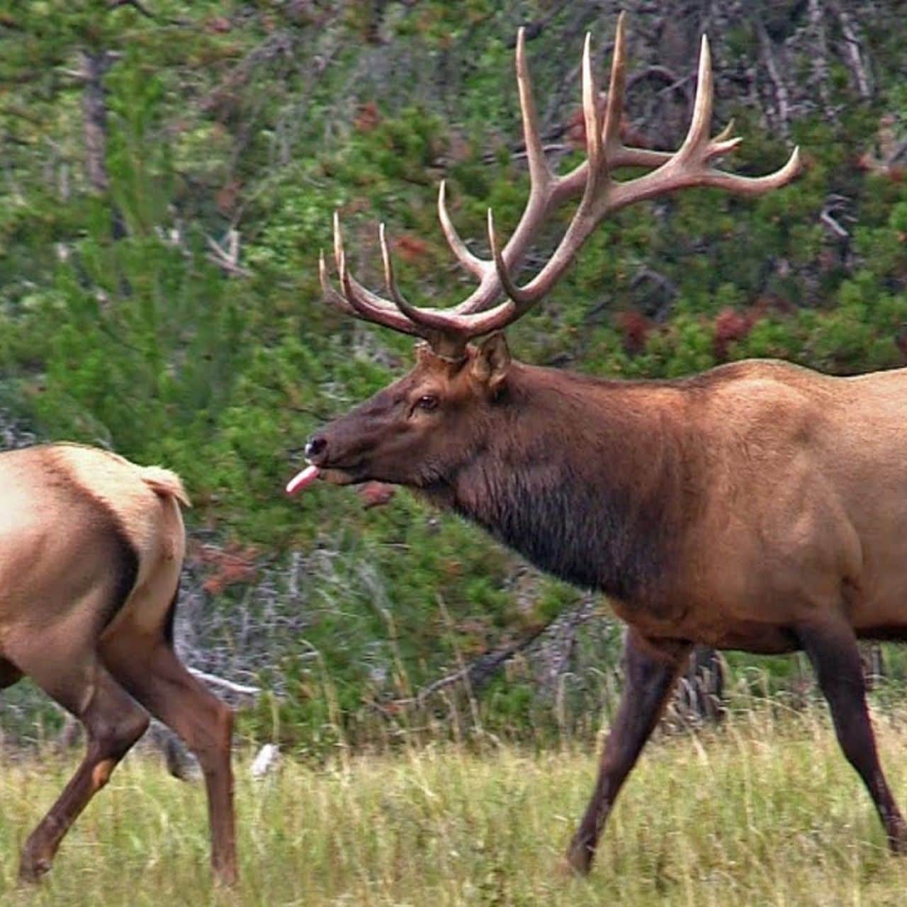 Discover the Captivating Elk Rut: Nature's Autumn Showdown