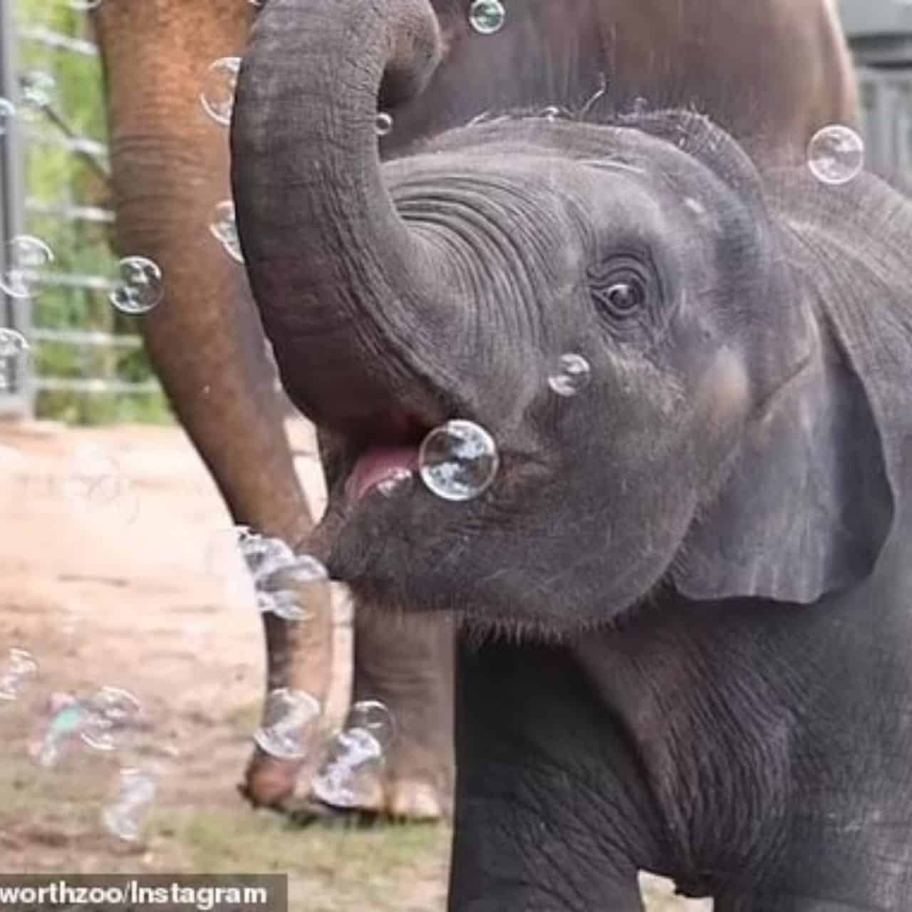 [Video] Adorable Baby Elephant Brazos Plays with Bubbles at Fort Worth Zoo