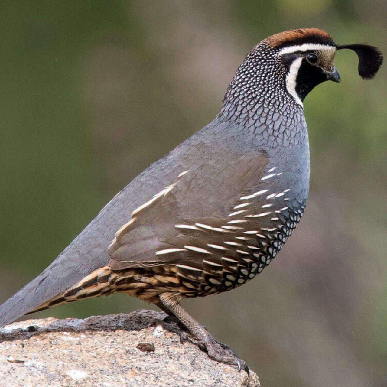 [Video] Discover the Charming California Valley Quail: A Symbol of Wildlife
