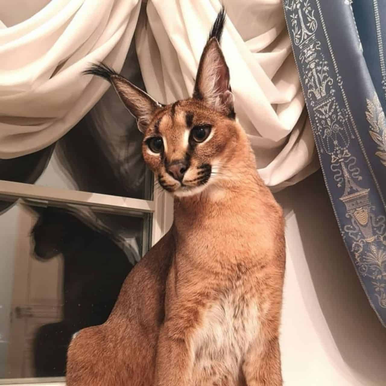 [Video] The Allure of Caracals: Russia's Exotic Pet Trend