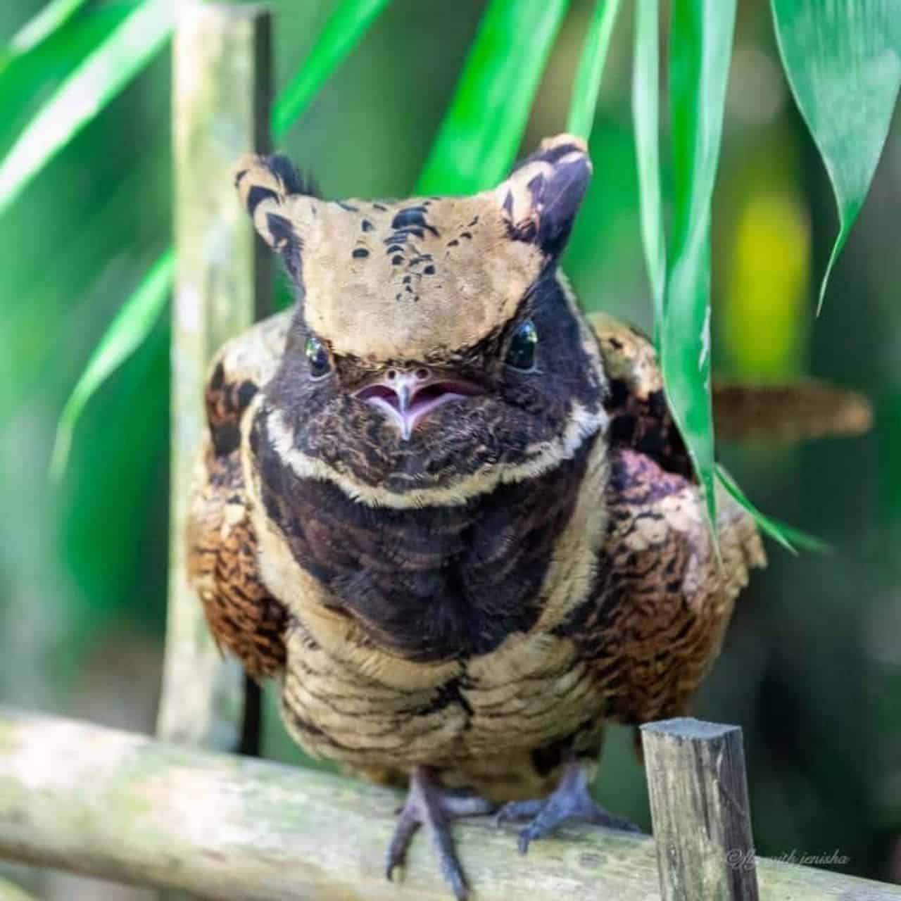 Discover the Real-Life Dragon: The Great Eared Nightjar