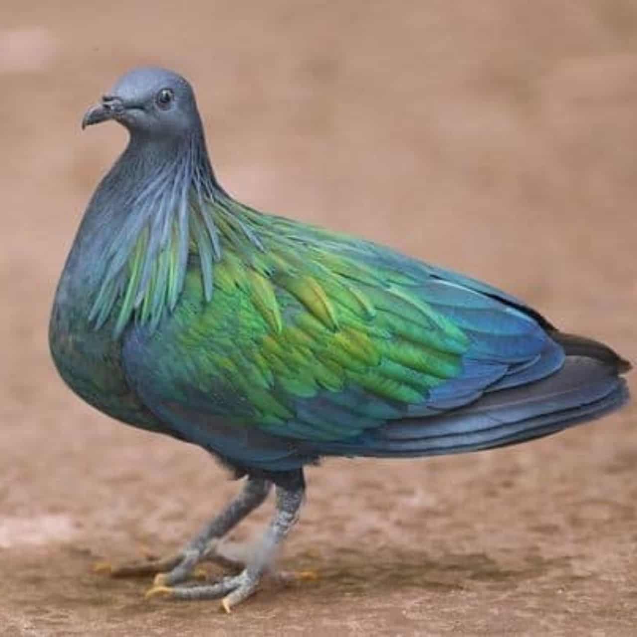 Discovering the Colorful Legacy of the Nicobar Pigeon