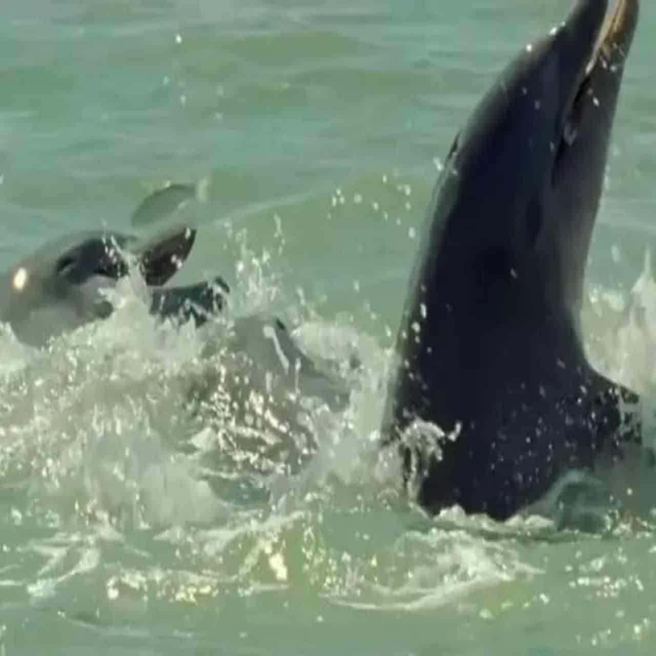 Discover the Ingenious Fishing Technique of Dolphins