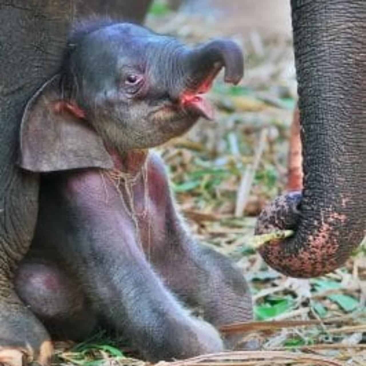 The Joy of Baby Elephants: A Journey into Innocence