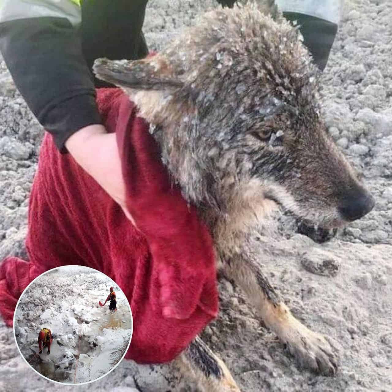 Unexpected Encounter: A Rescued Wolf in Disguise