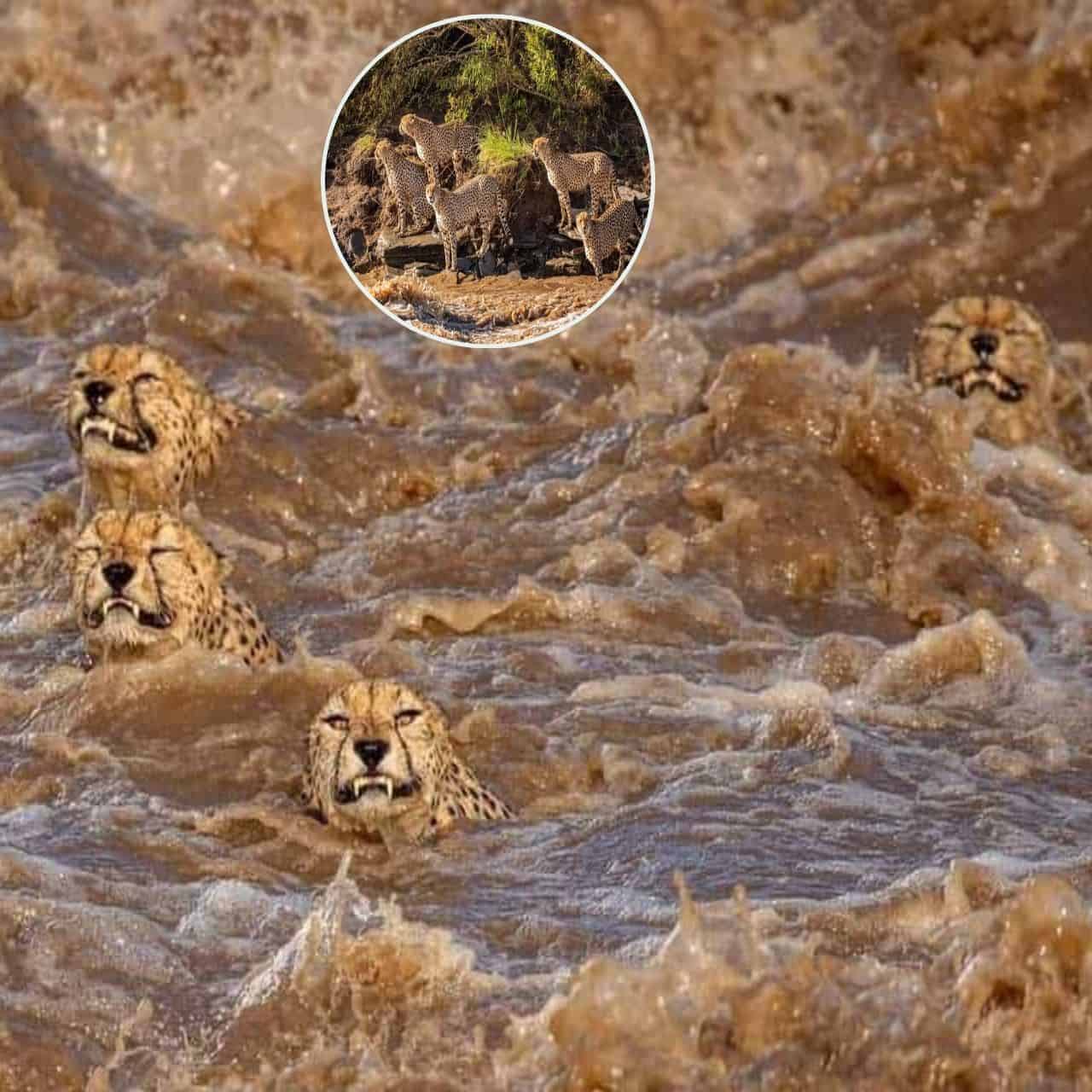 Five Cheetah Brothers Brave a Raging River in Masai Mara