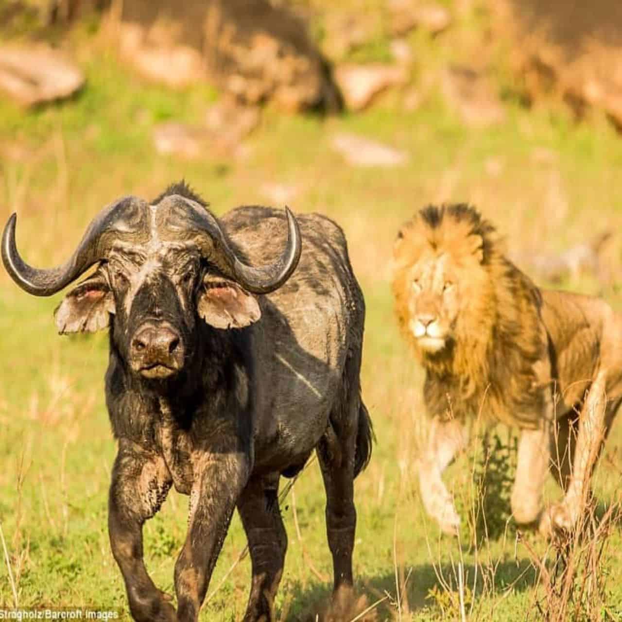 Two Lions Showcase Their Power in the Serengeti