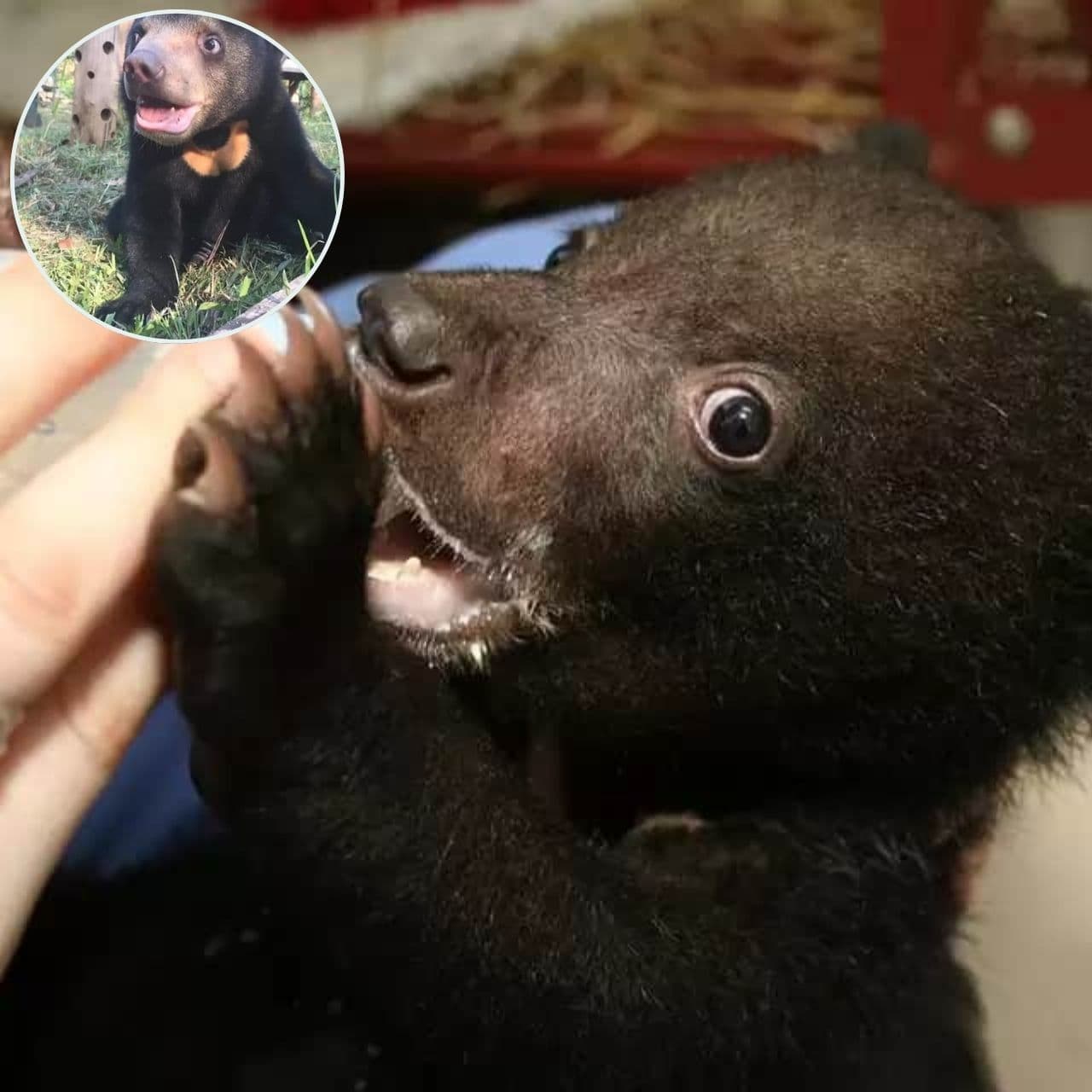 Sisterly Love: The Heartwarming Journey of Moon Bear Cubs Misty and Rain