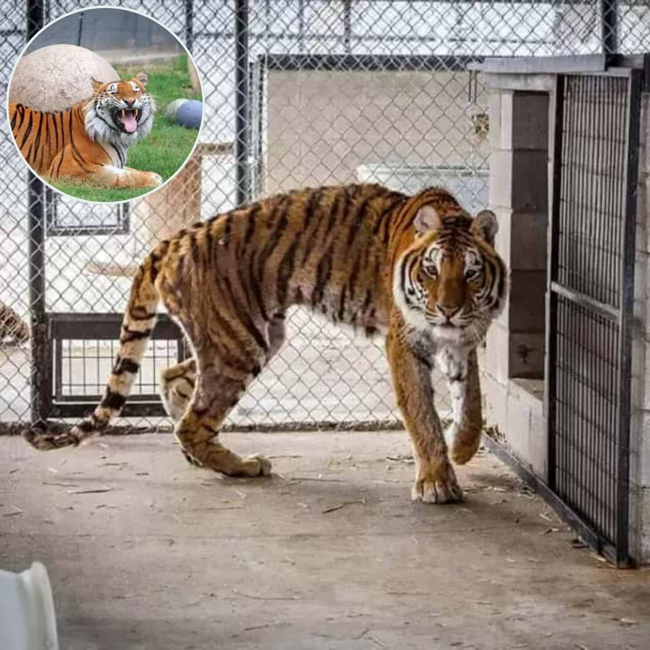 The Inspiring Transformation of Cincinnati the Tiger