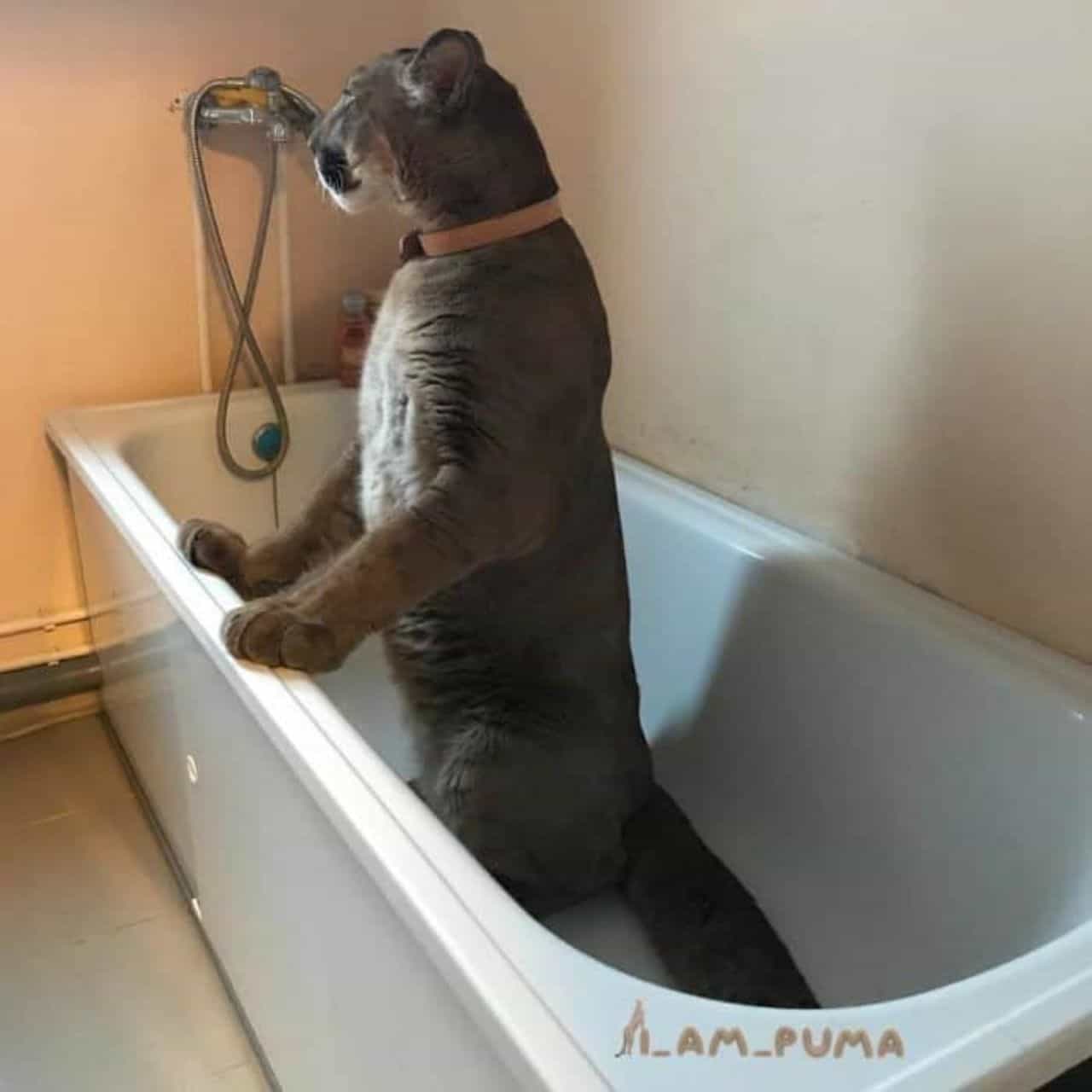 A Heartwarming Tale of Love: Messi the Puma and His Human Family