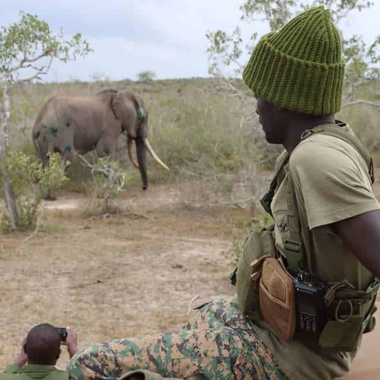 Remarkable Elephant Care: A Journey to Recovery