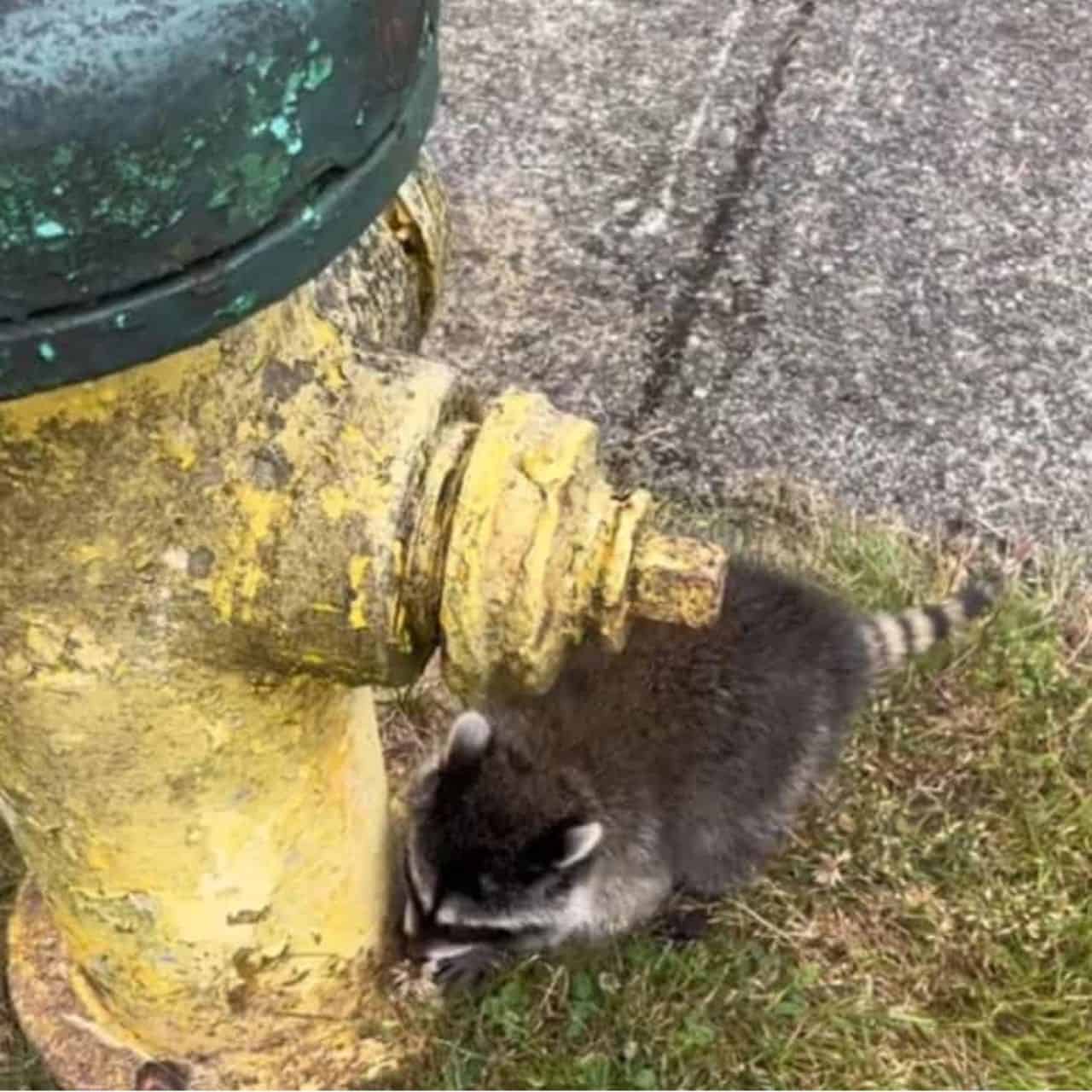 [Video] Meet Ragnar the Raccoon: A Heartwarming Encounter with a Fire ...