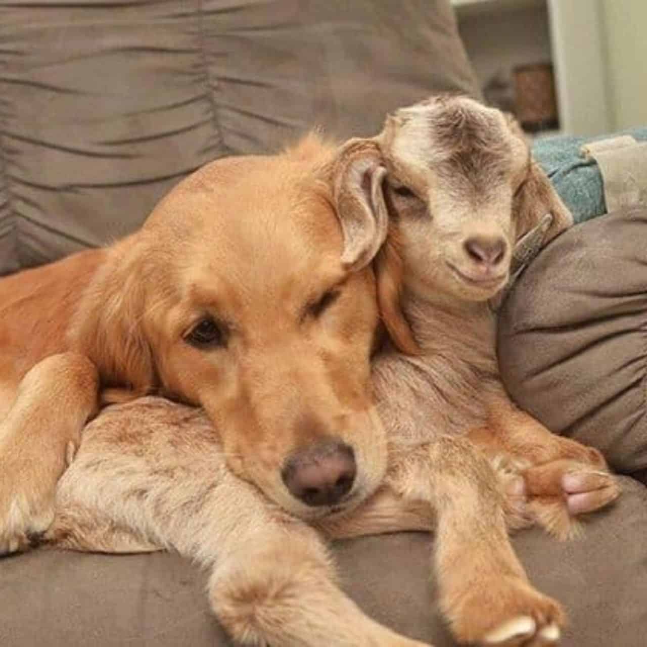 Golden Retriever Becomes Loving Mother to Rescued Baby Goats