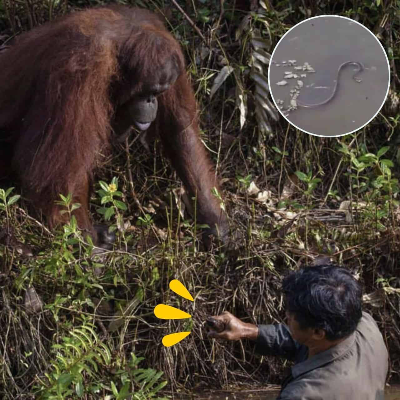 [Video] Wild Orangutan Offers a Hand to a Warden in a Heartwarming ...