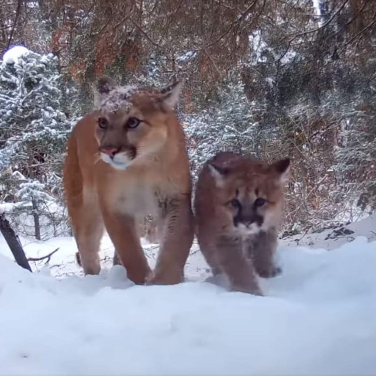 A Heartwarming Discovery: Mountain Lion Family Captured on Camera