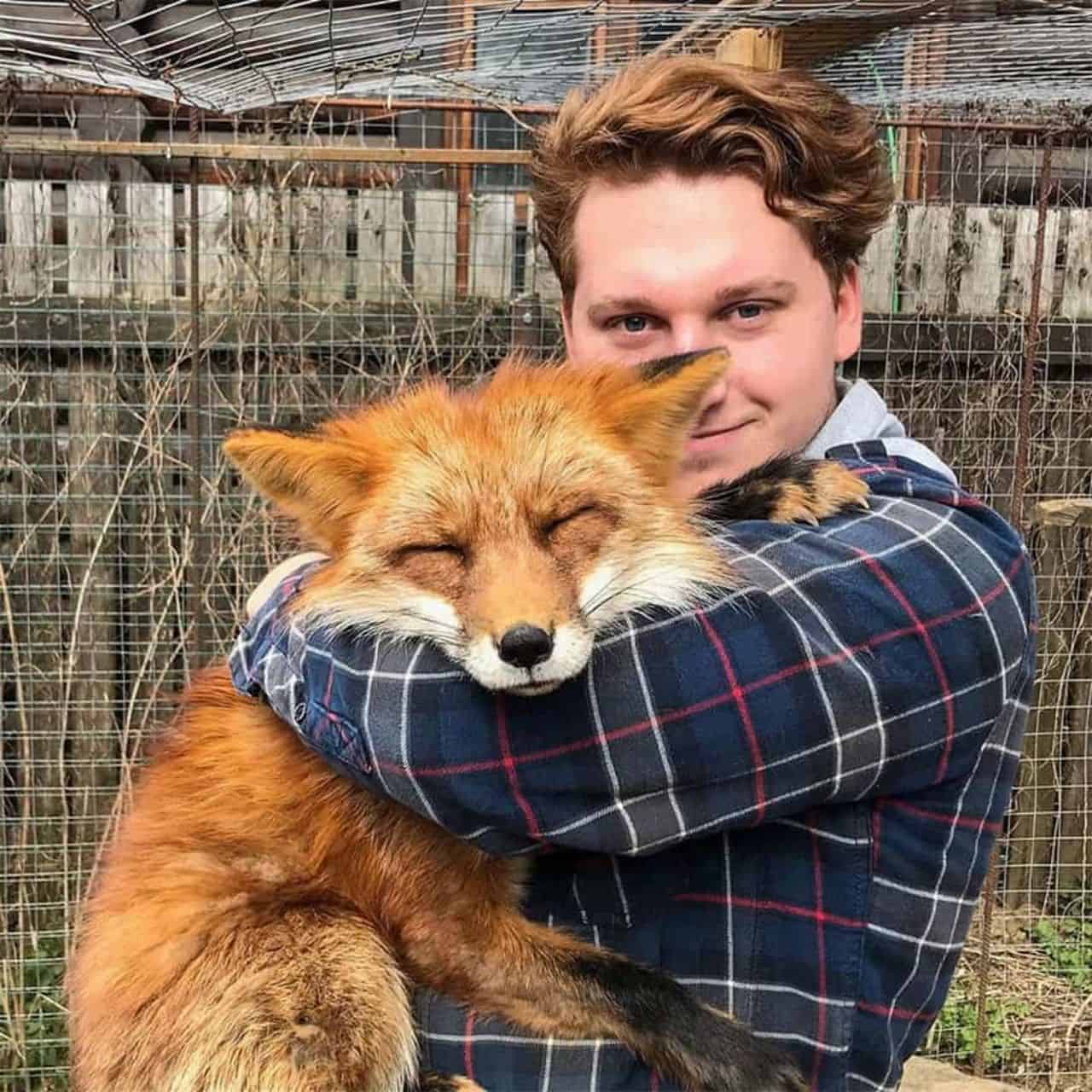 The Heartwarming Journey of Woody, the Rescued Fox