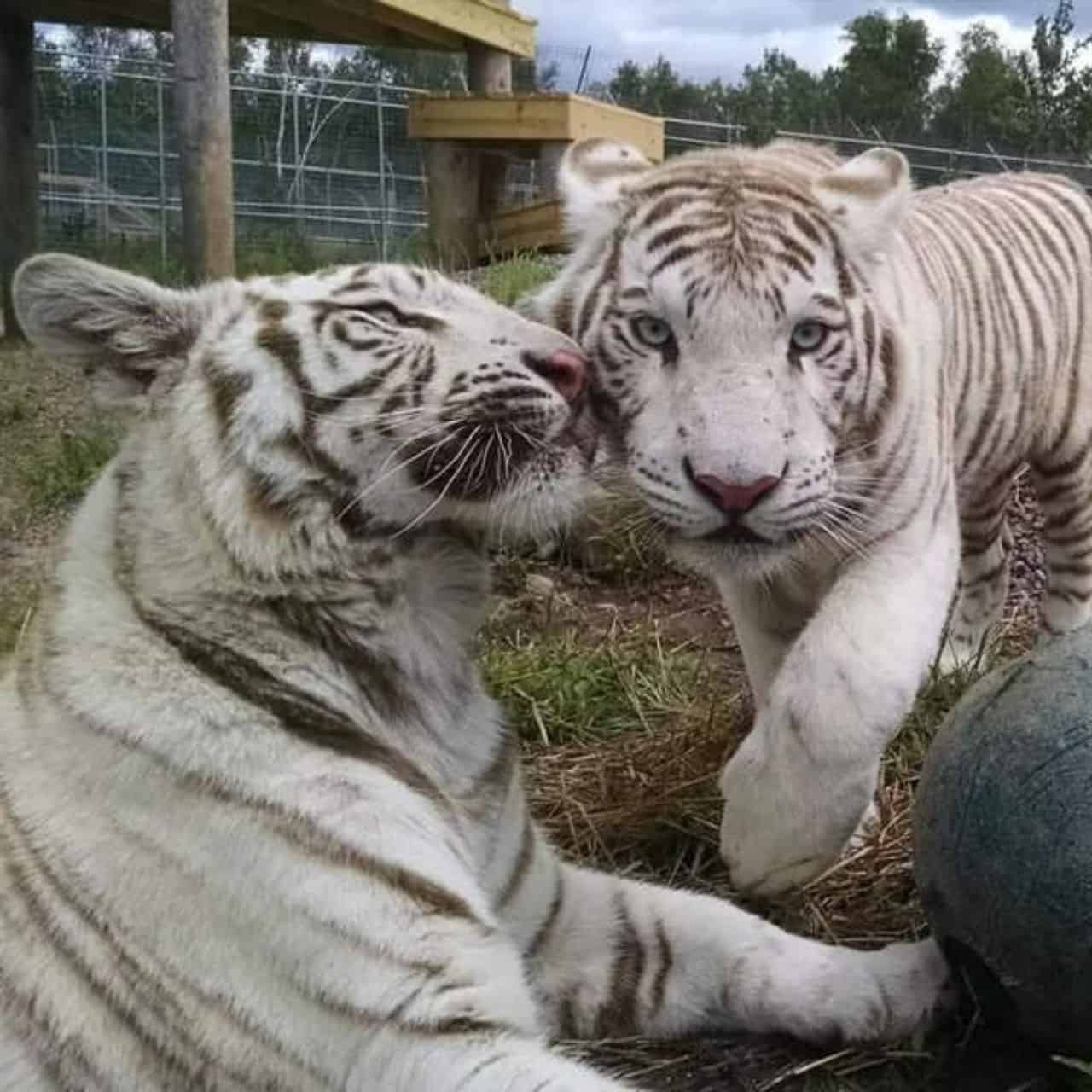 Heartwarming Rescue: Meet Simon and Jeremy, the Playful Tiger Brothers