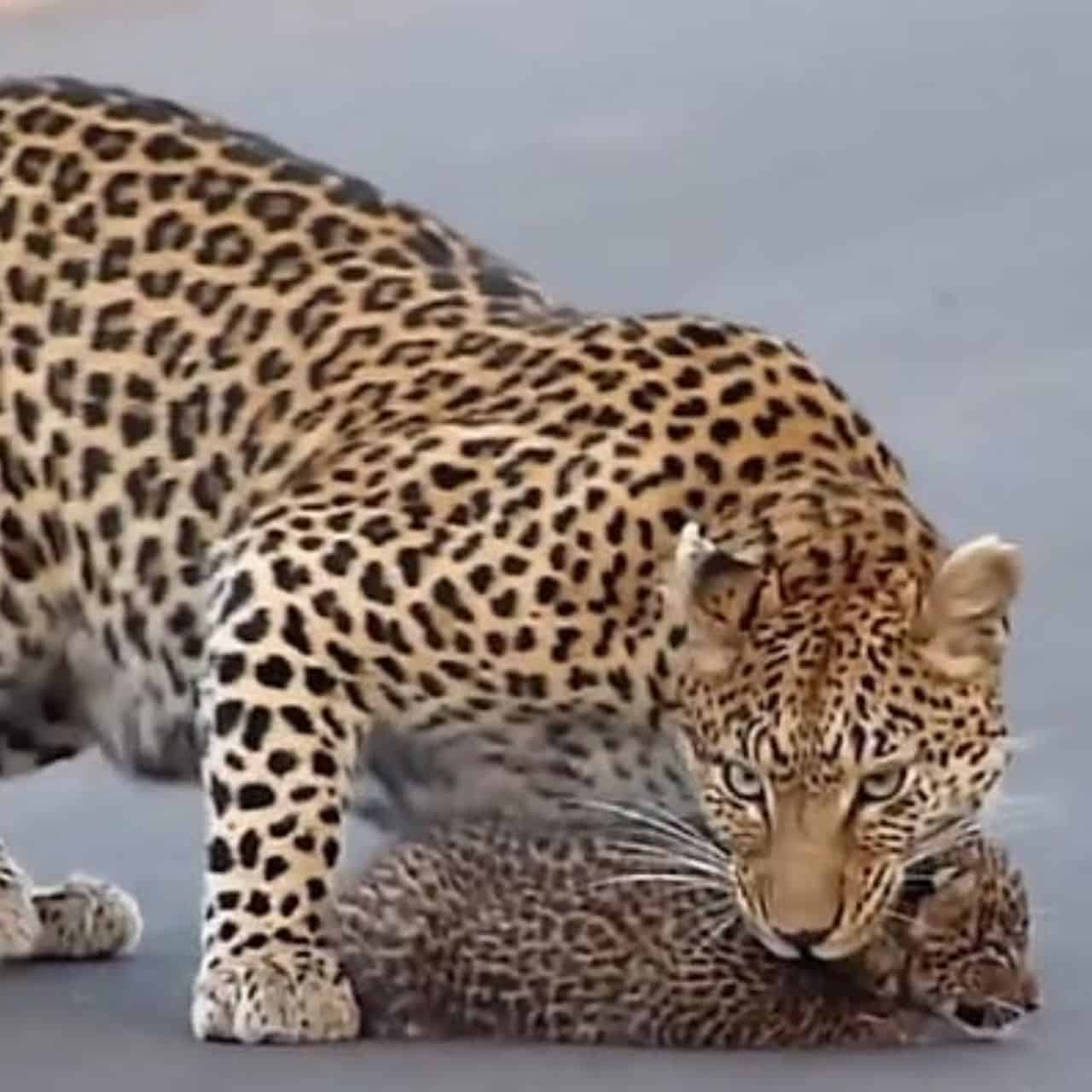 [Video] A Heartwarming Moment: Mother Leopard Teaches Her Cubs to Cross ...