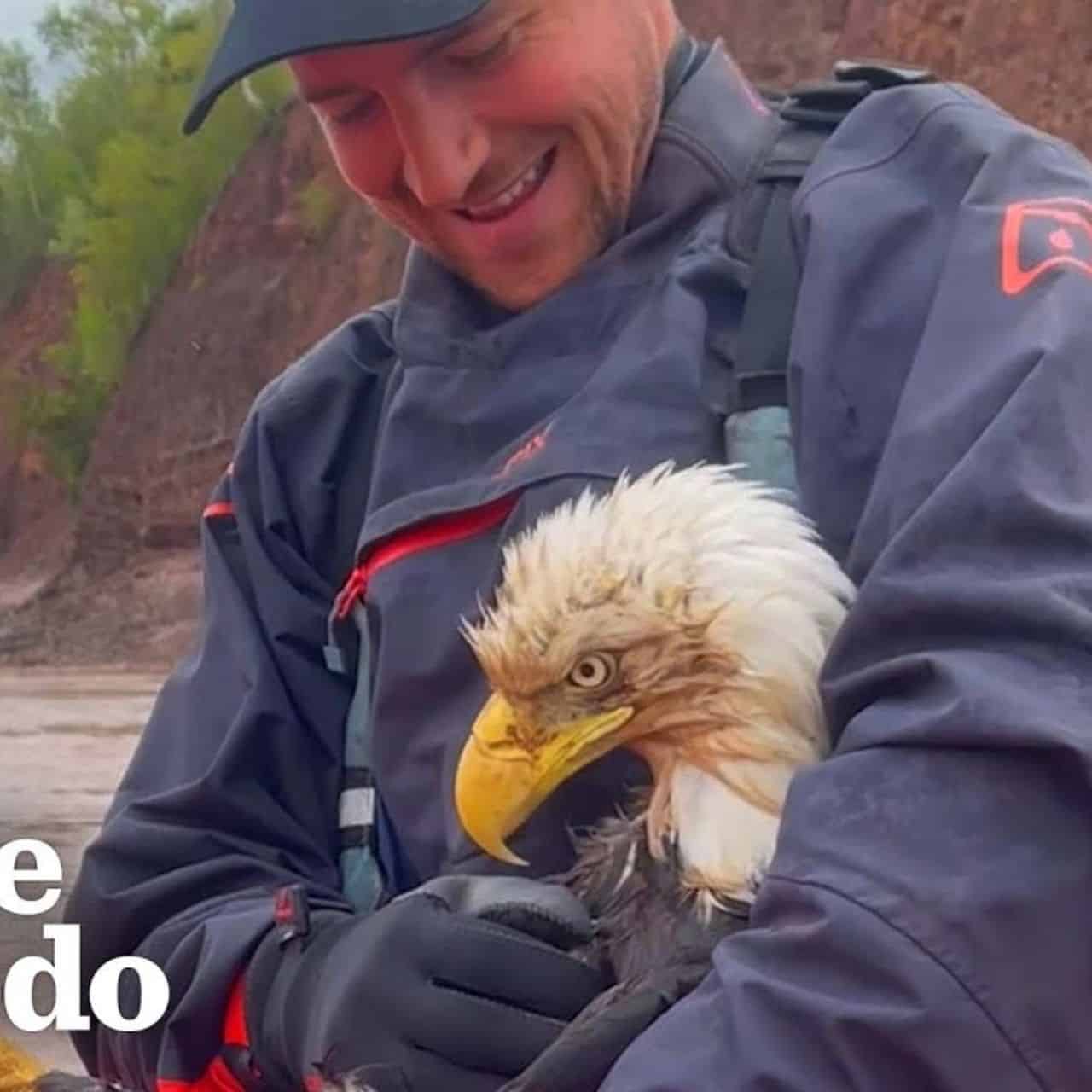 Adventurous Rescue: A Rafter Saves a Stranded Bald Eagle