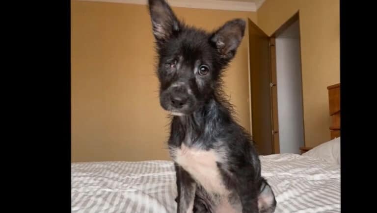 Yaska’s Journey: From Abandoned and Injured to Thriving and Loved