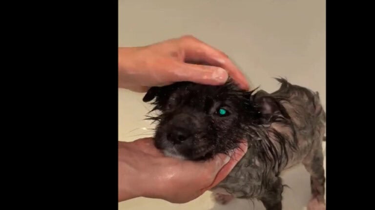 Yaska’s Journey: From Abandoned and Injured to Thriving and Loved